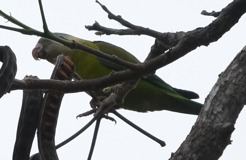 Gray-cheeked Parakeet in October 2019 by Annie Meyer · iNaturalist