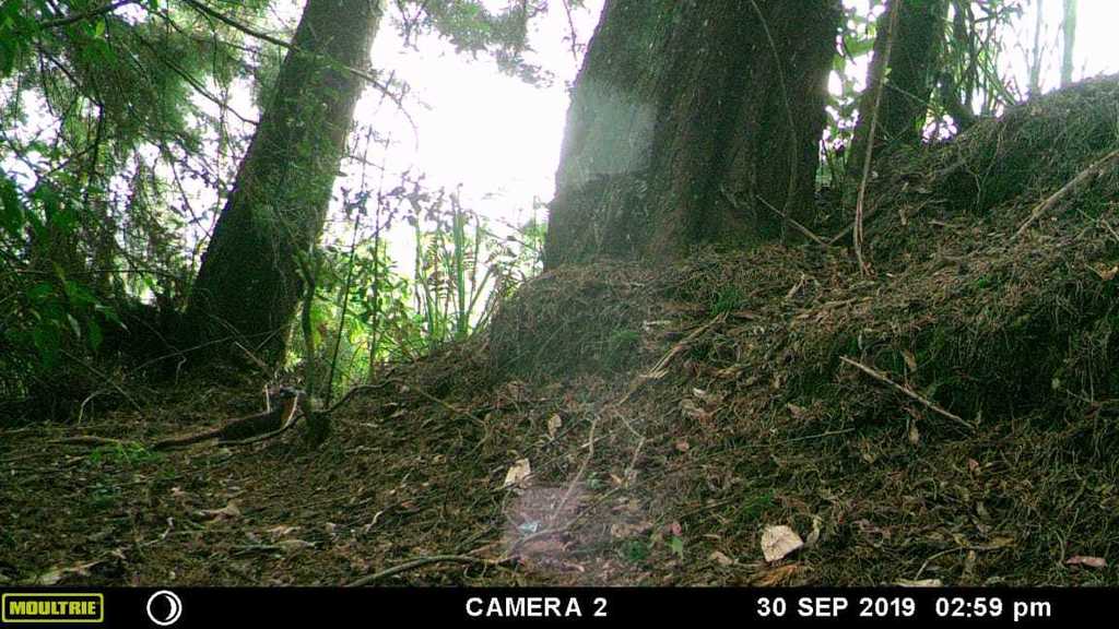 Long-tailed Weasel from Caldas, Antioquia, Colombia on September 30 ...