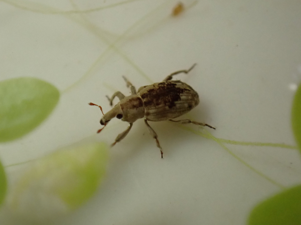 Rice Water Weevil in June 2025 by melody · iNaturalist