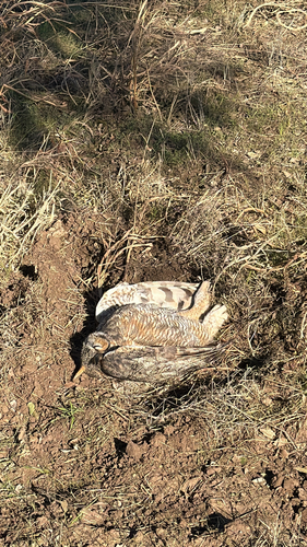 Find owls near me!