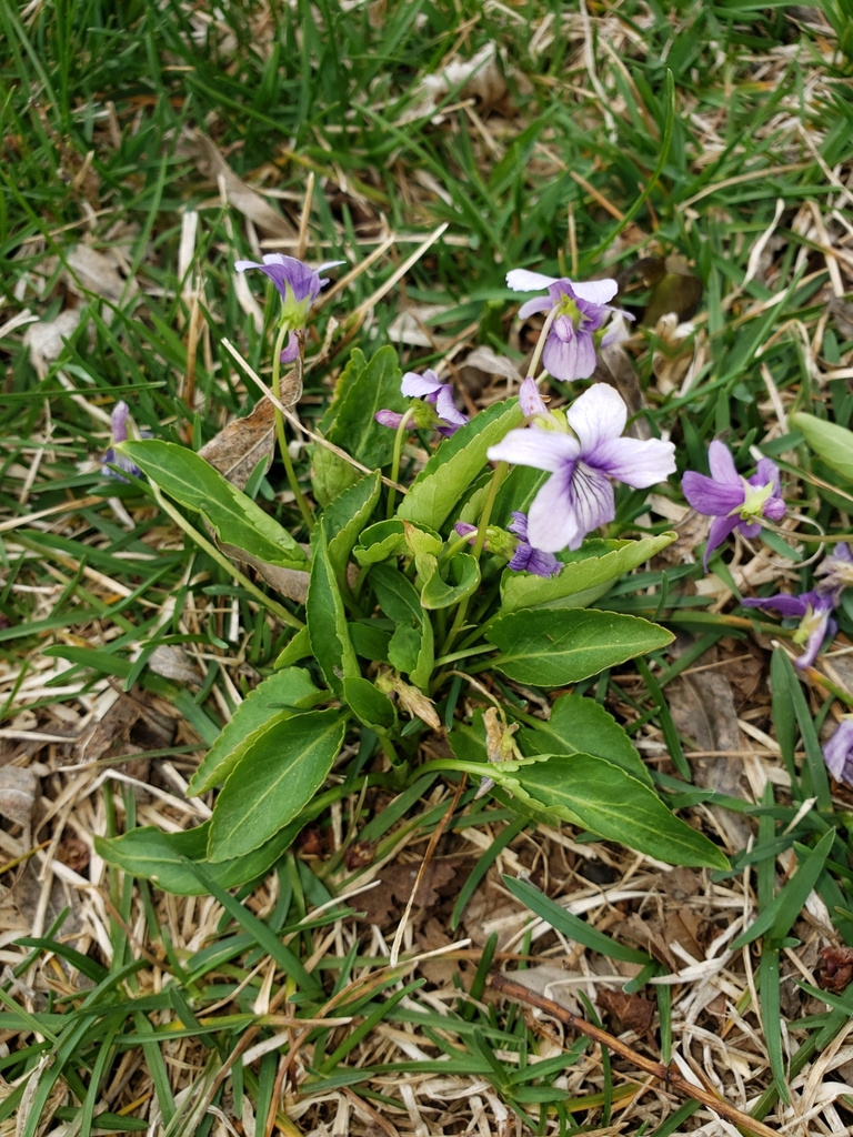 tokyo violet from 1820 Fairway Dr, Dodge City, KS 67801, USA on April ...