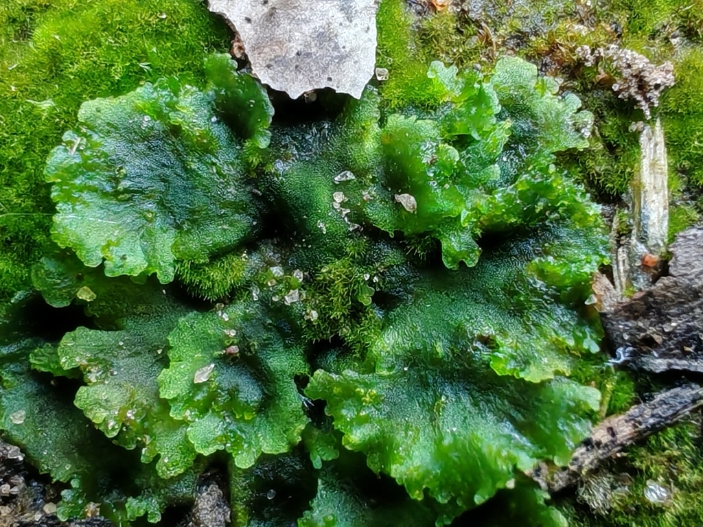 Notothylas javanica from Dos Montes, Tab., México on December 12, 2025 ...