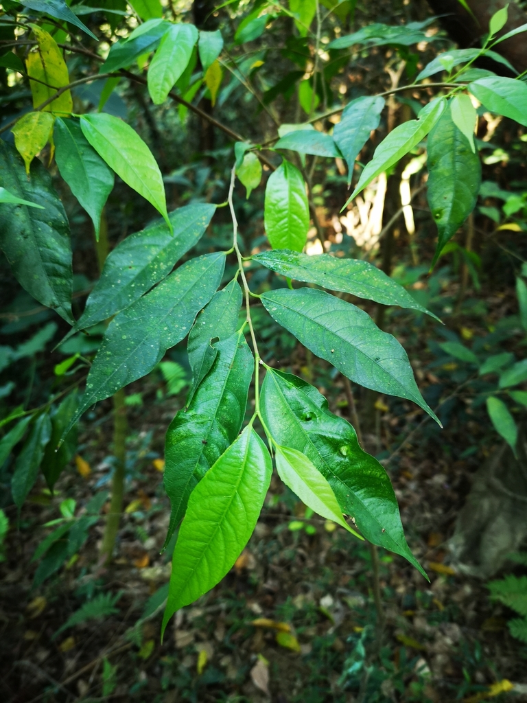 Ficus ampelos from 600台灣嘉義市東區嘉義大學植物園 on January 20, 2020 at 09:58 AM by ...