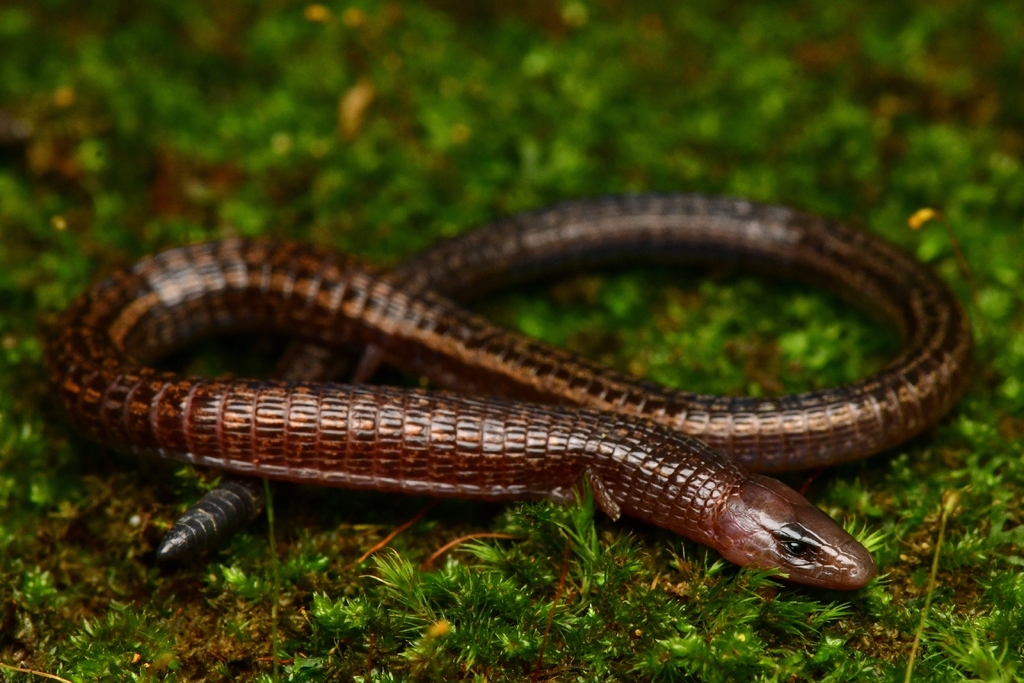 White's bachia from 79FM+G65 Tobago Main Ridge Forest Reserve, Mason ...