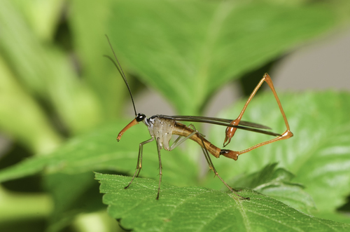 Lin's Long Abdomen Scorpionfly (Leptopanorpa linyejiei) · iNaturalist