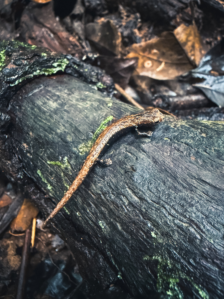 Wood Colored Salamander from Osa, Puntarenas, CR on December 13, 2025 ...