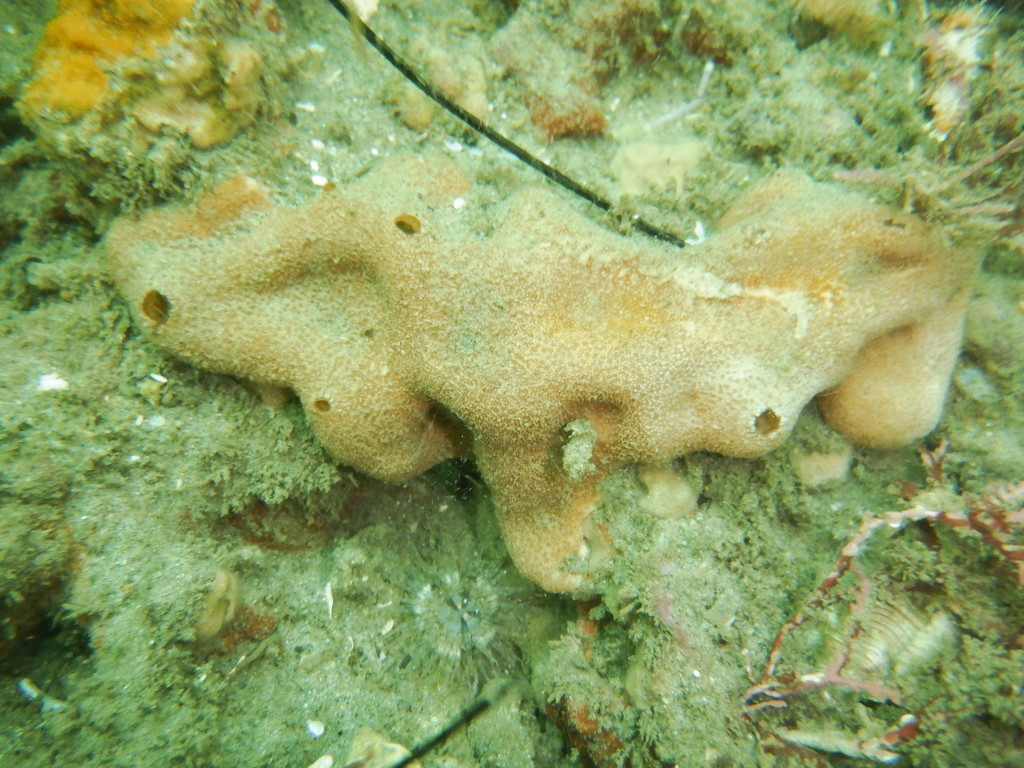 Trididemnum opacum from Santa Barbara County, CA, USA on January 07 ...