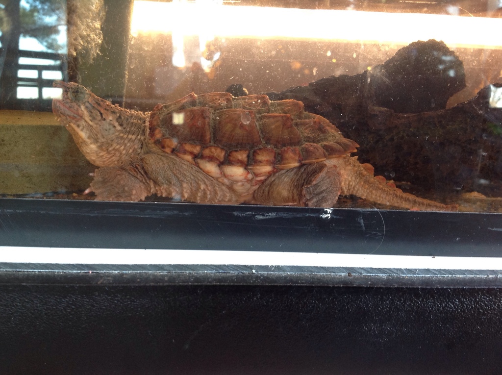 Common Snapping Turtle from Hilltop Rd, Argyle, TX, US on January 20 ...
