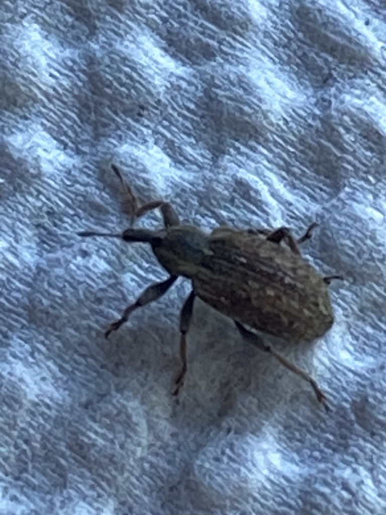 Alfalfa Weevil from Ensenada, BC , MX on January 1, 2020 at 02:06 PM by ...
