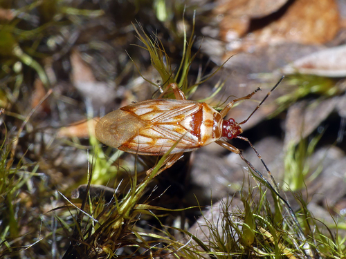 Superfamily Idostoloidea · iNaturalist