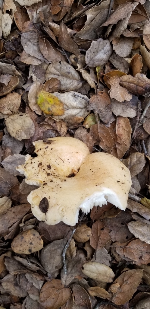 golden milkcap from Soquel, CA 95073, USA on January 20, 2020 at 01:13 ...