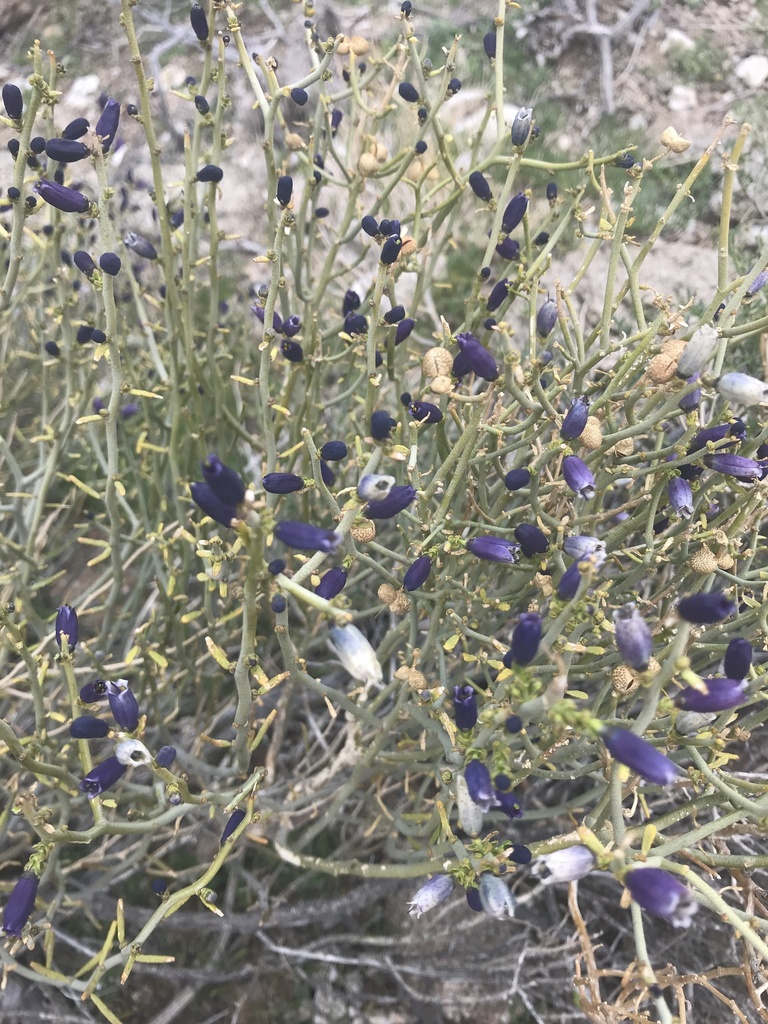 Turpentine Broom from Anza-Borrego Desert, San Diego County, US-CA, US ...