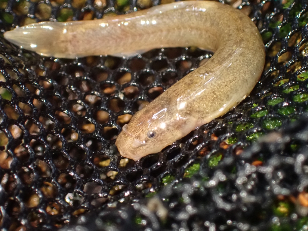 Lefua torrentis in June 2025 by conchuningen · iNaturalist