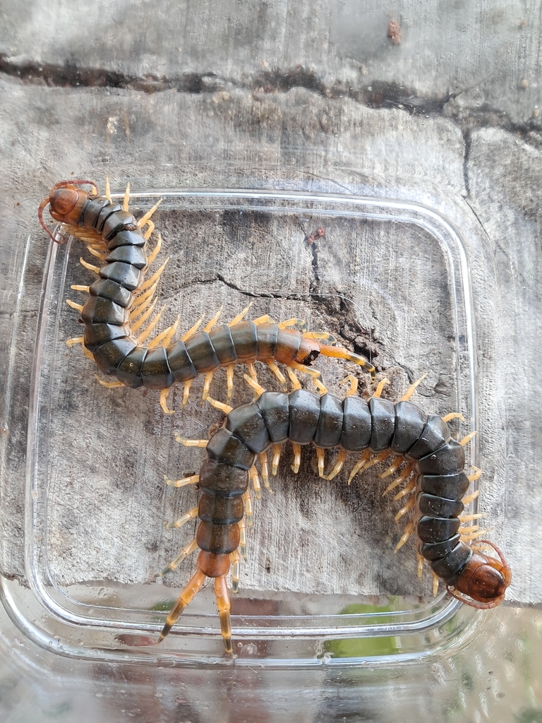 Scolopendra angulata from PH5W+PVG, Loango, Trinidad and Tobago on ...