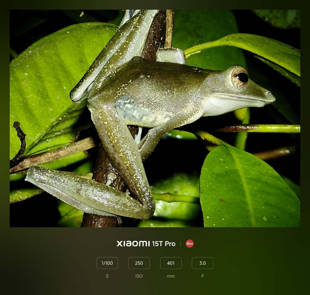 Collett's Tree Frog from Empunak Tapang Keladan, Kec. Ketungau Hulu ...