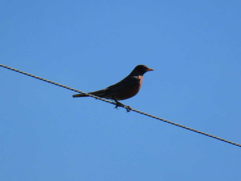 American Robin from Harrison County, MO, USA on May 13, 2025 at 09:39 ...