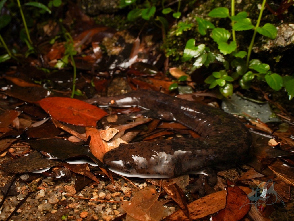 Asian Giant Salamanders from 蚂蝗洲, Guilin, Guangxi, CN on May 7, 2025 at ...