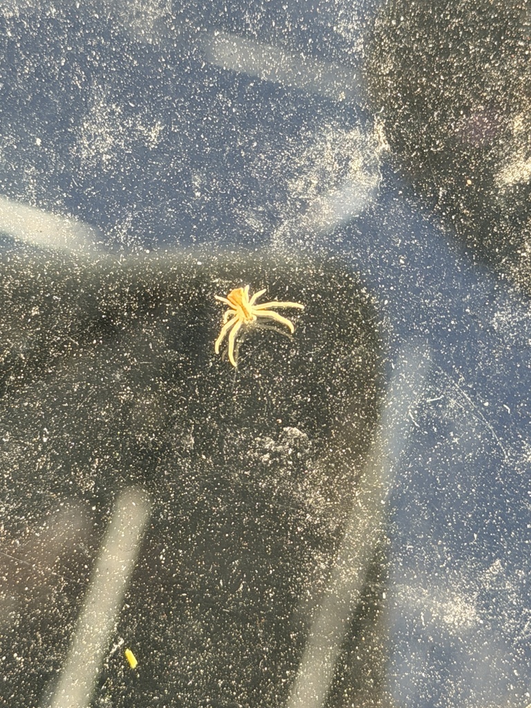 Square-ended Crab Spiders from South Island, Lyttelton, Canterbury, NZ ...