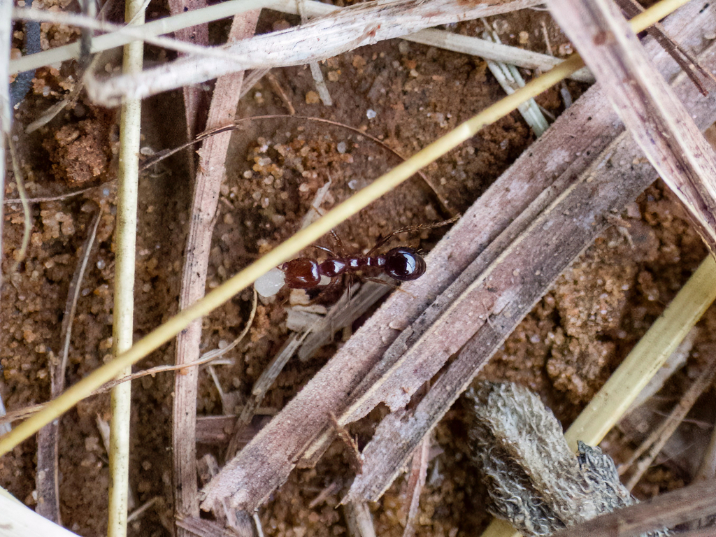Red Imported Fire Ant from Elm Fork Trail, Denton, TX, US on November ...