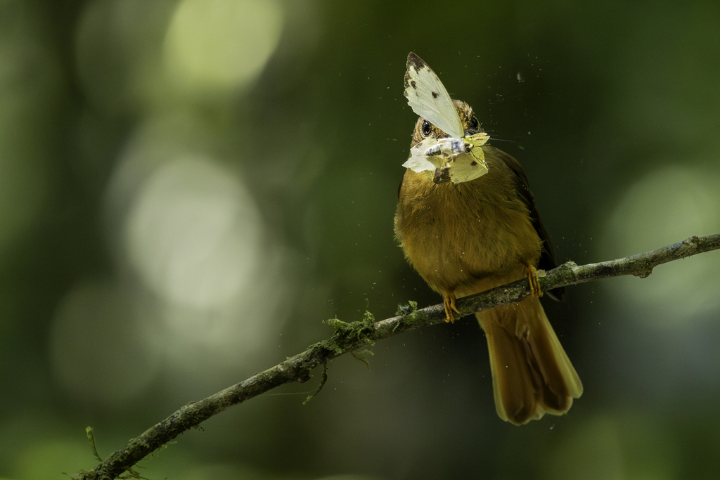Atlantic Royal Flycatcher in December 2025 by Thelma Gatuzzo · iNaturalist