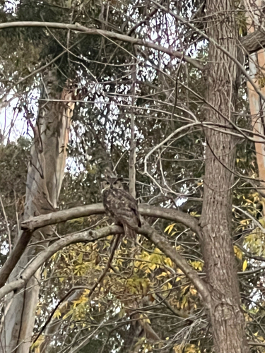 Find owls near me!