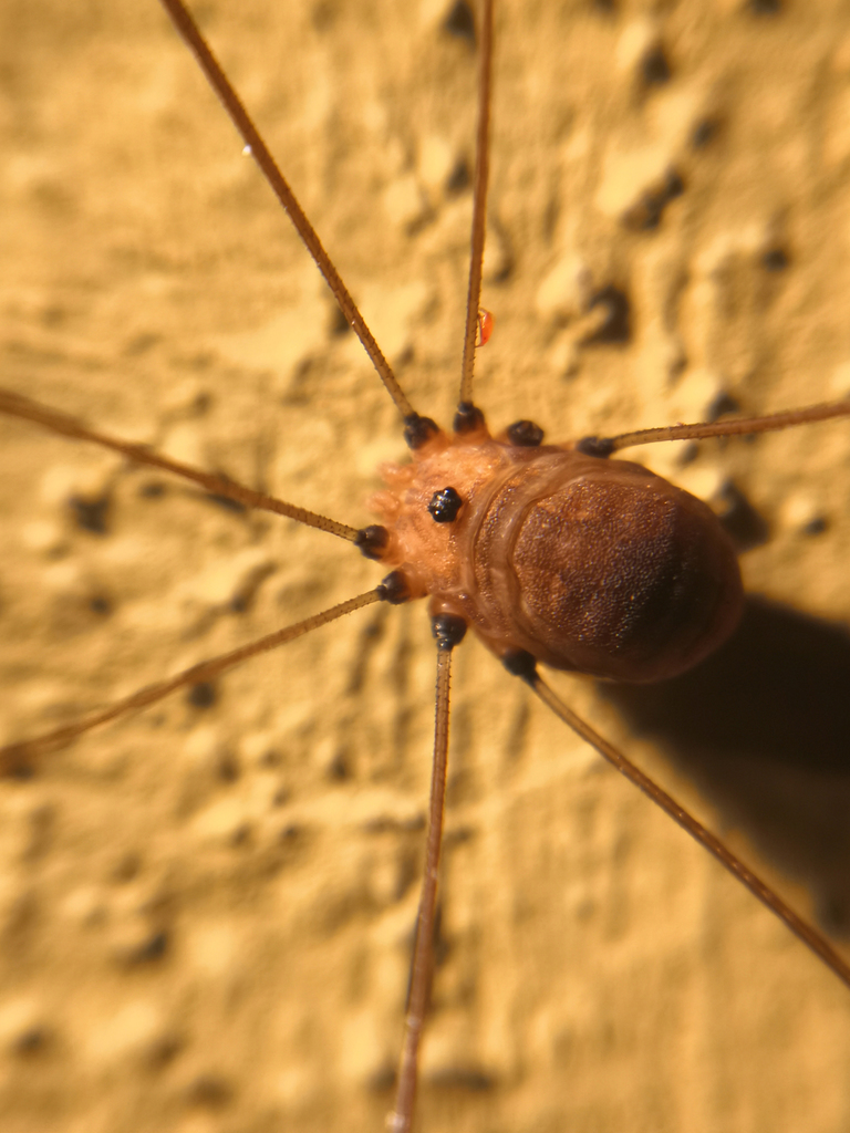 Leiobunum from Mazatlán, Sinaloa, Mexico on January 10, 2020 at 05:46 ...