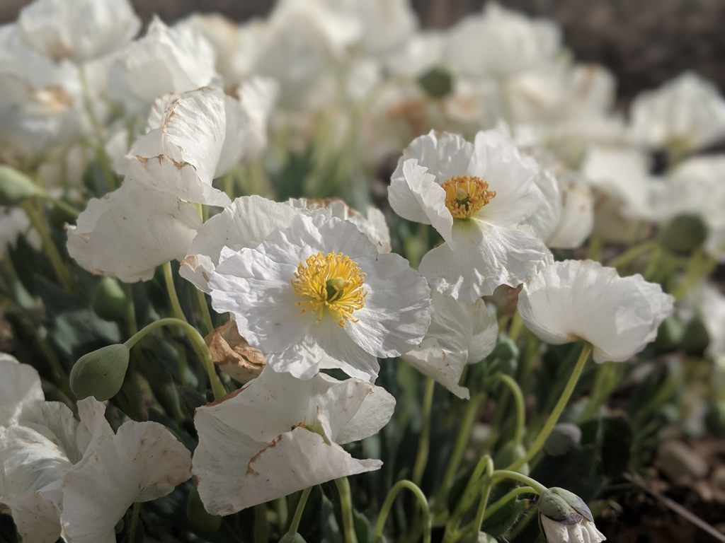 Dwarf Bear-poppy in May 2019 by Kristen MR. One individual run over by ...