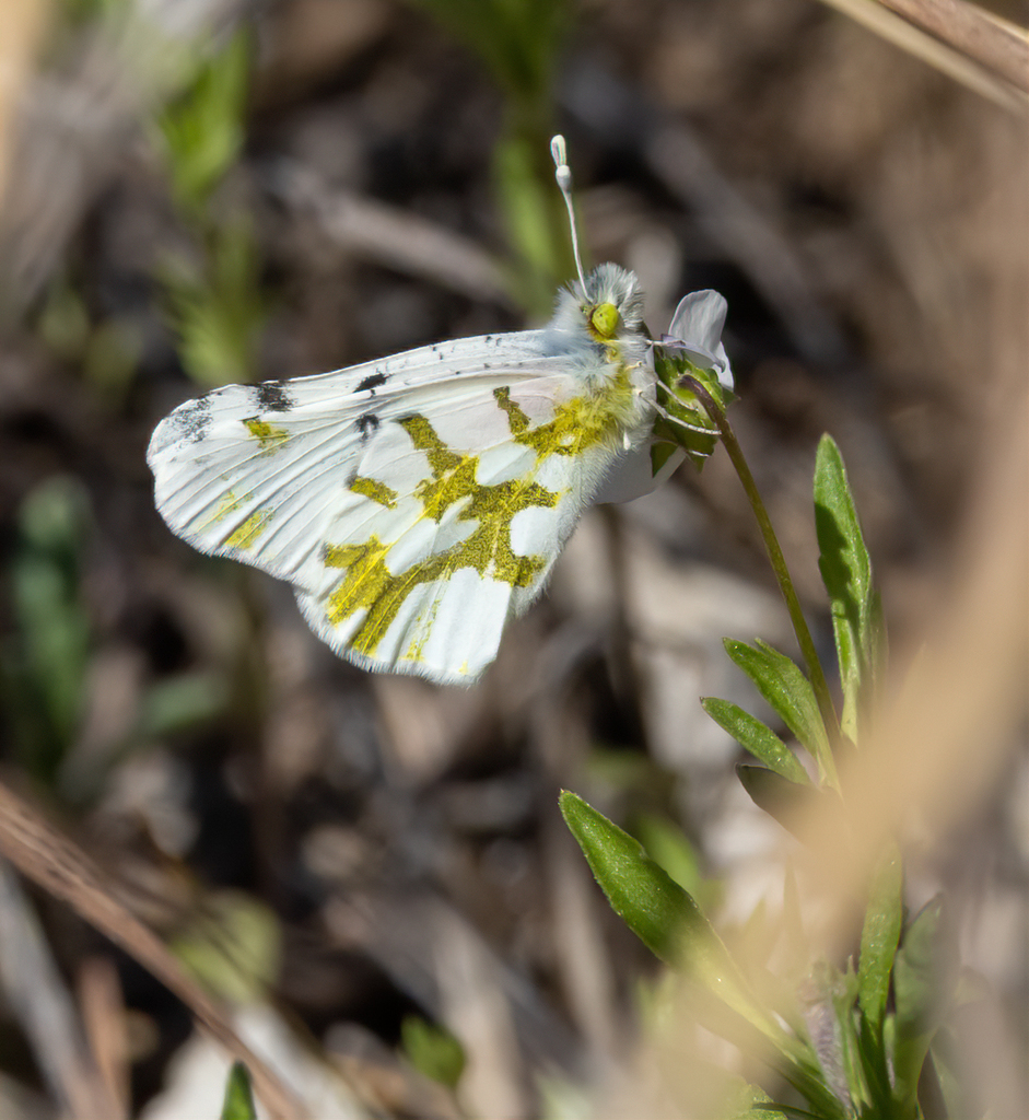 Olympia Marble in April 2025 by Jay Gilliam · iNaturalist