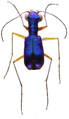 Subgenus Cylinderina · iNaturalist