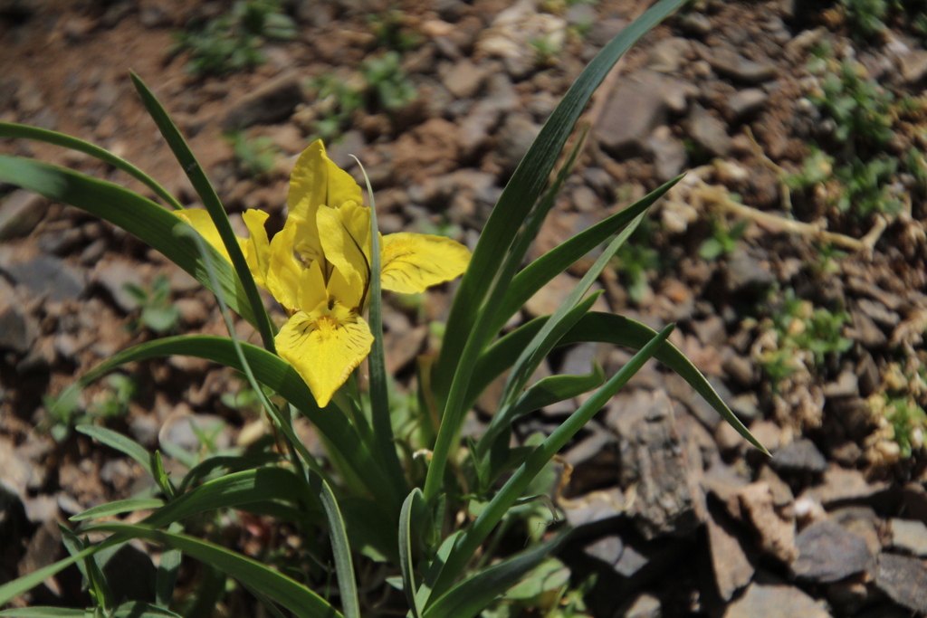 Potanin Iris from Khan khongor, Ömnögovi, Mongolia on June 5, 2025 at ...