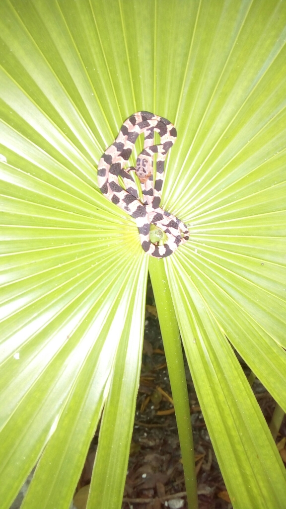 Yucatán Blunt-headed Tree Snake from Puerto Morelos Q.roo on January 18 ...