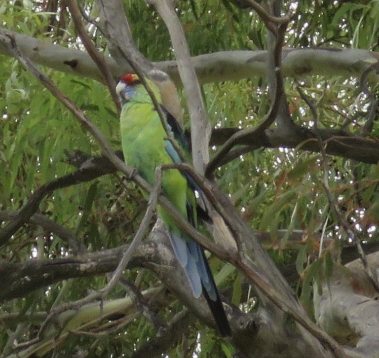 Broad-tailed Parrots and Allies from The Grange Golf Club, Grange, SA ...