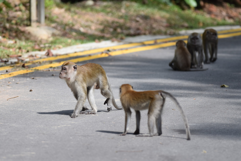 Long-tailed Macaque from Central Water Catchment, Singapore on January ...