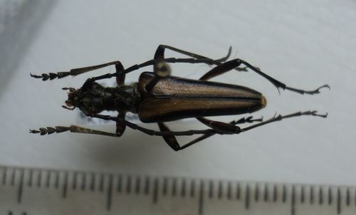 Stenocorus insitivus · iNaturalist