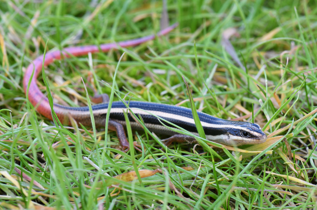 Western Red-tailed Skink in January 2020 by Dylan · iNaturalist
