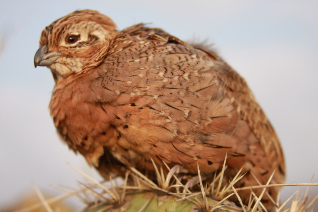 Montezuma Quail from Parque La Marqueza, Parques Nacionales, 50100 ...