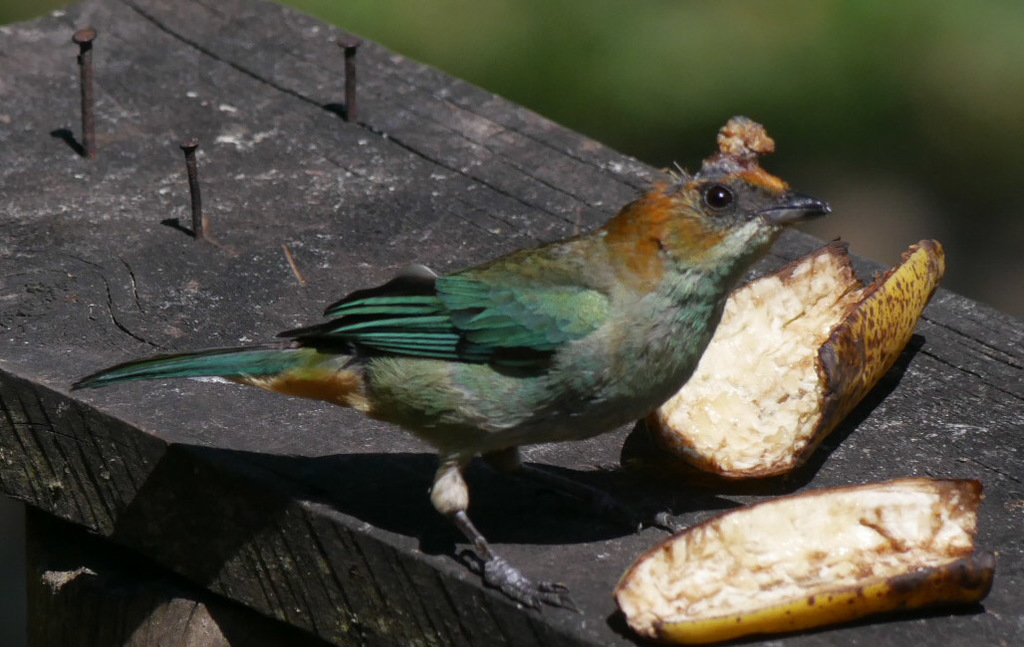 Chestnut-backed Tanager from Reserva Jaguarapira on January 15, 2020 at ...