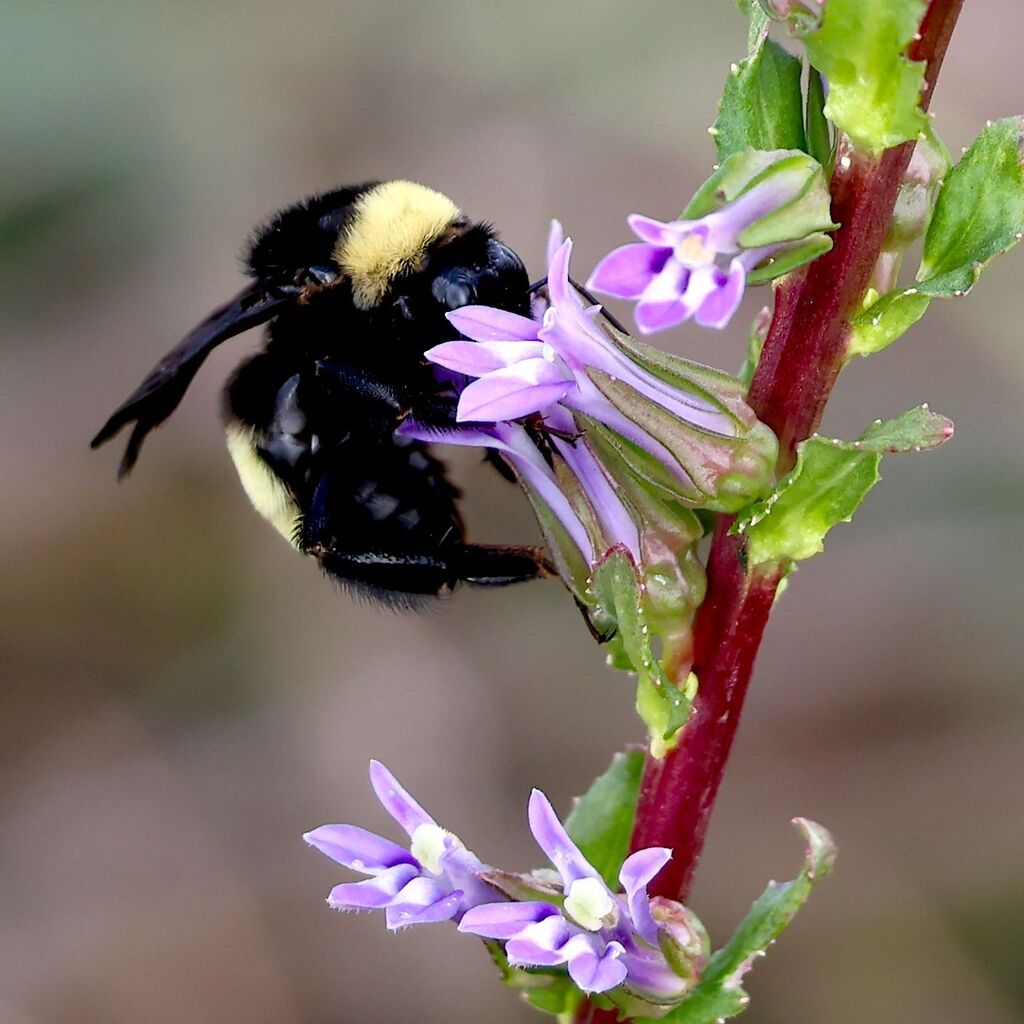 American Bumble Bee from Lawther Prairie, TX, USA on December 21, 2025 ...
