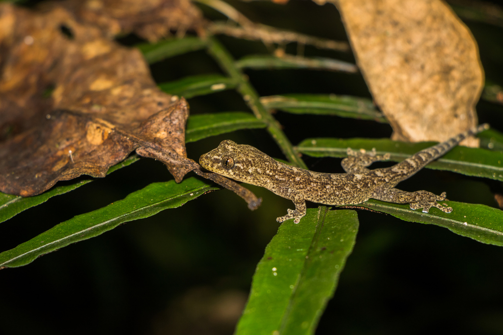 Hokou Gecko from Fuyang Street, Da’an District, Taipei City, Taiwan 106 ...