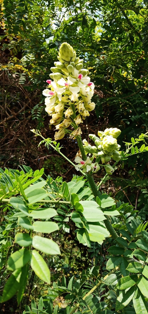 Guilandina minax in January 2020 by 歐陽秀華 · iNaturalist
