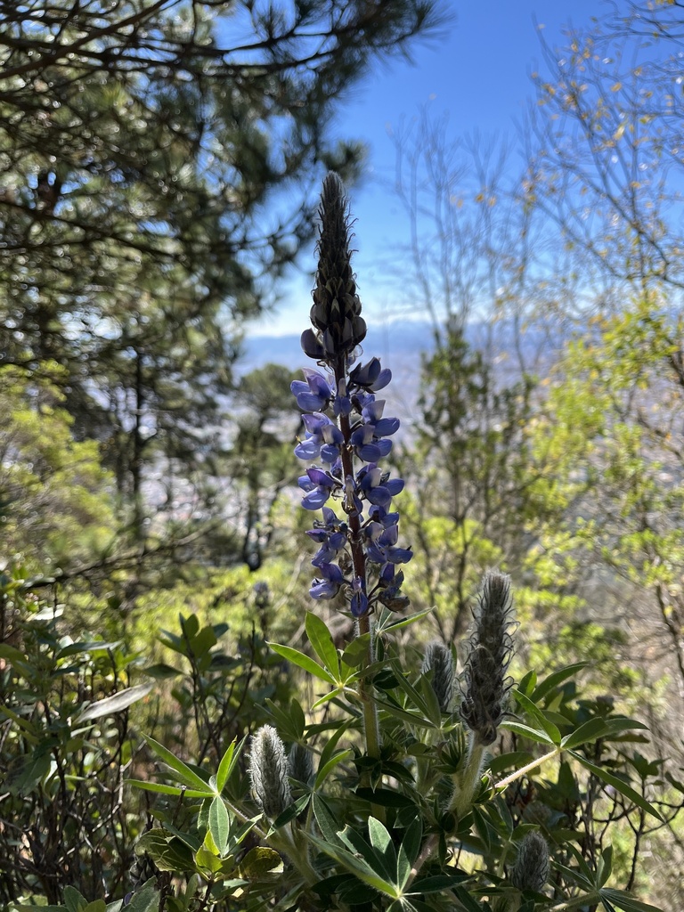 Lupinus montanus from Carretera a Jocotitlán, Jocotitlán, Edo. Méx., MX ...