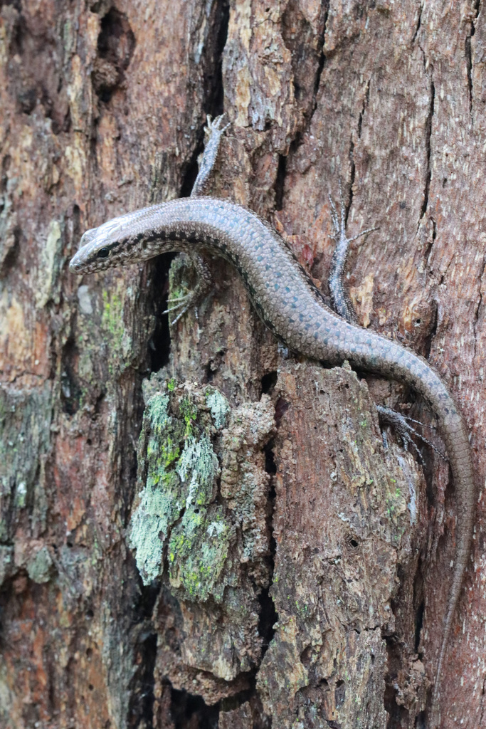 Bar-sided Skink from Noosa National Park, Noosa Heads, QLD, AU on ...