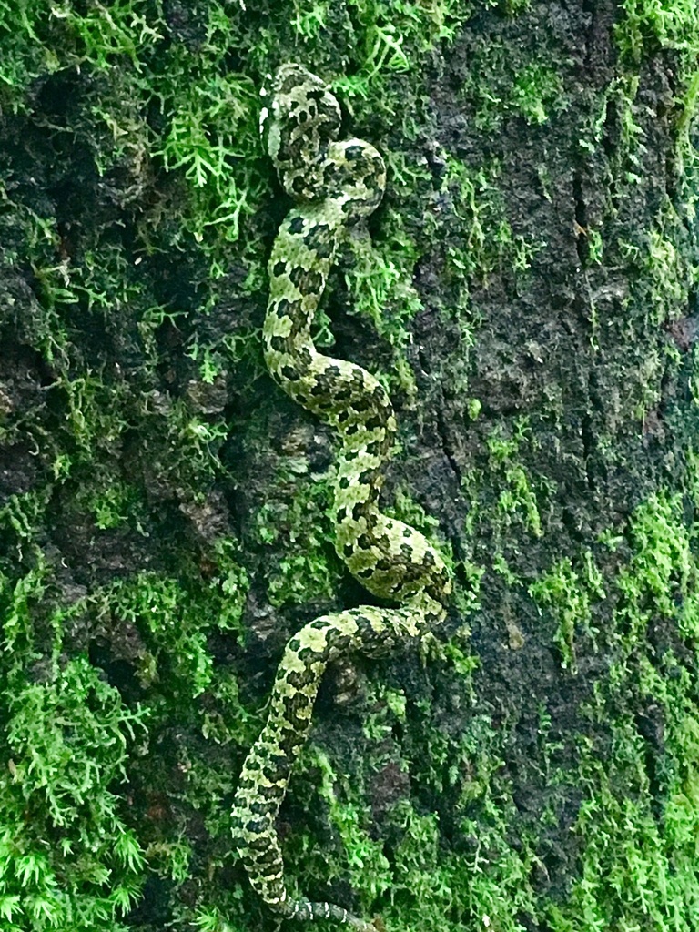 Emerald Horned Pitviper from San Bartolo Tutotepec, HGO, MX on April 7 ...