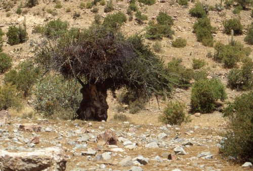 Chilean Mesquite (Neltuma chilensis) · iNaturalist