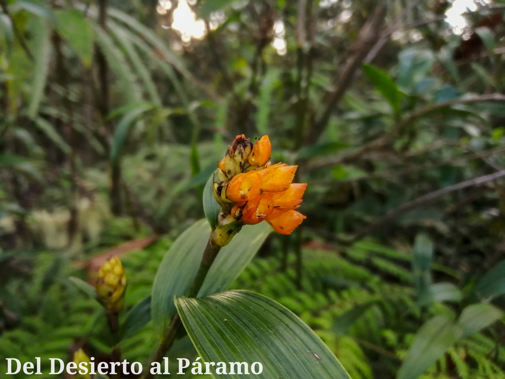 Elleanthus aurantiacus from Colombia, Huila, Colombia on December 23 ...