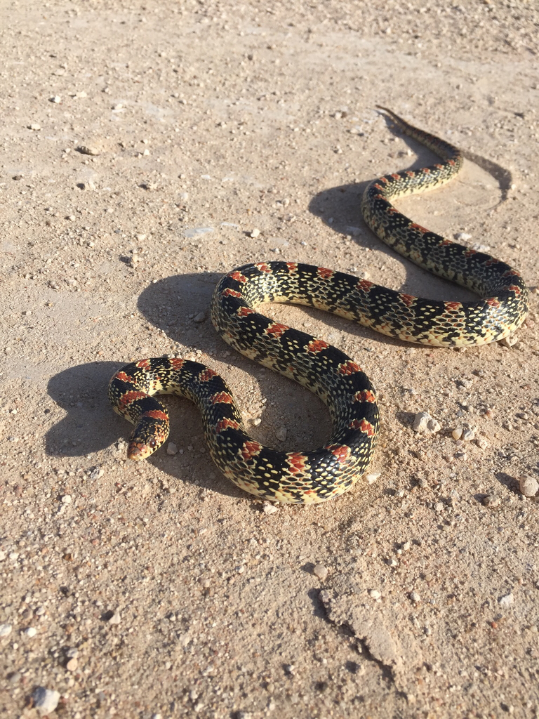 Long-nosed Snake in May 2016 by cassidyp · iNaturalist
