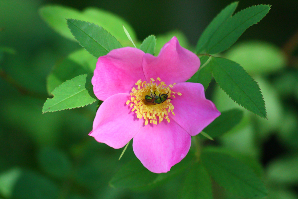 roses from Bruce Peninsula, Bruce, Ontario, Canada on July 26, 2010 at ...