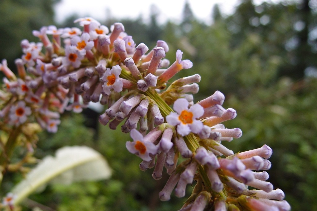 Buddleja macrostachya from Dali, Yunnan, China on August 09, 2012 at 08 ...