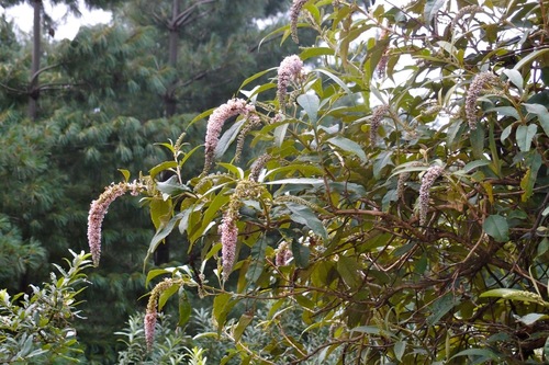 Buddleja macrostachya · iNaturalist