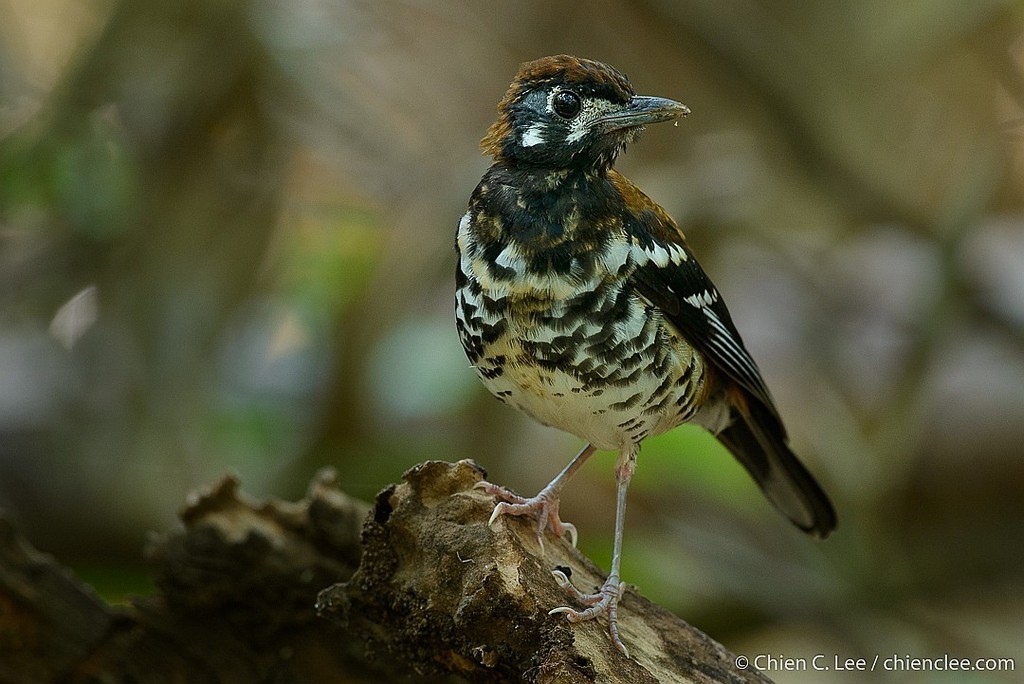 Rusty-backed Thrush (Geokichla erythronota) - Avian Discovery
